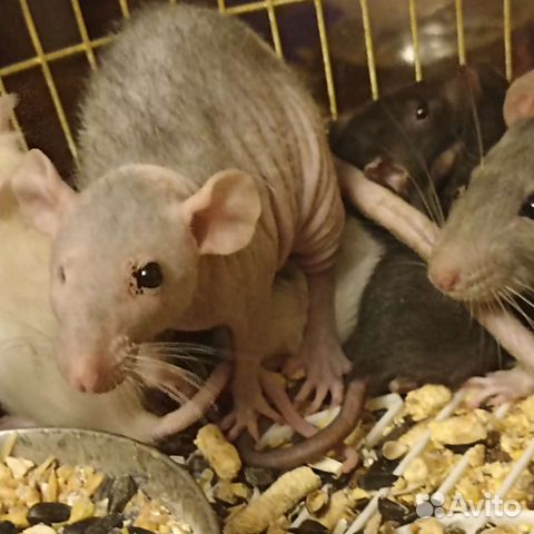 Крыса сфинкс