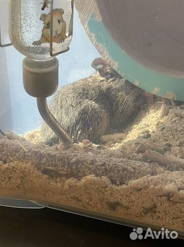 Чилийская белка дегу