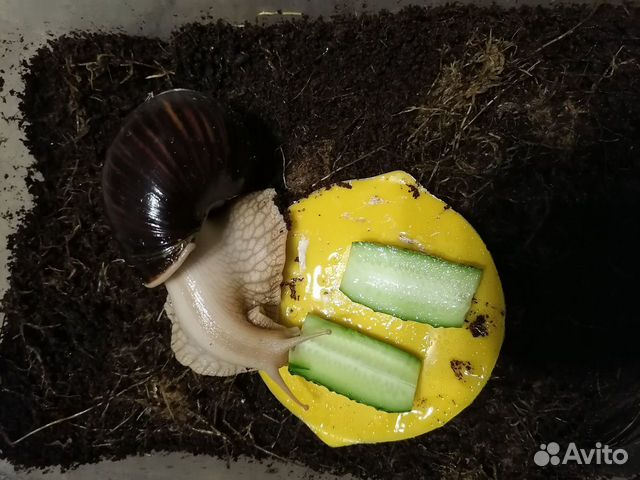 Отдам улитку с контейнером и запасом корма