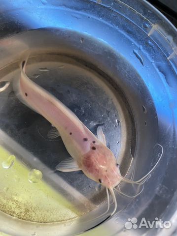 Клариевый сом (клариус)