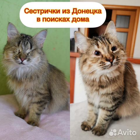 Кошки в добрые руки