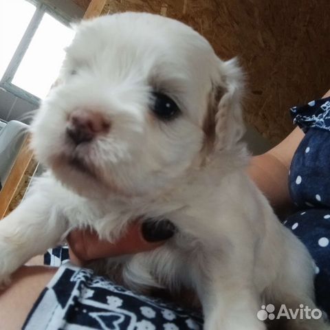 Милая мальтезе девочка