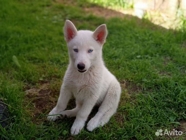 Отдам щенка хаски