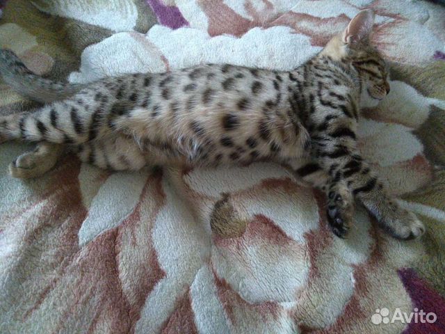 Бенгальская кошка