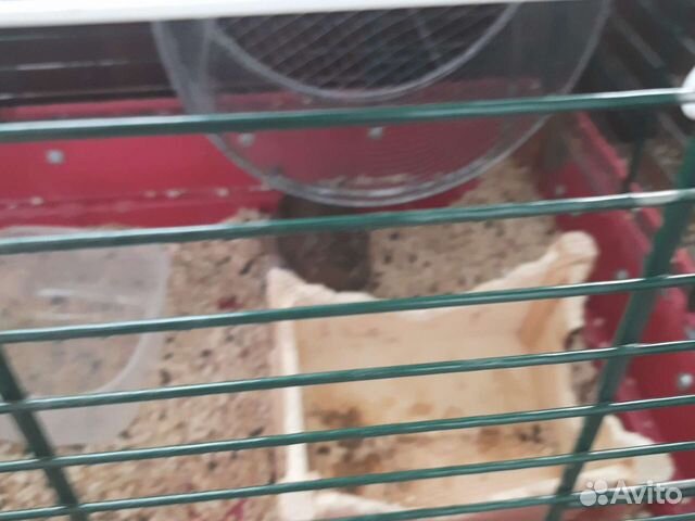 Чилийские белки дегу с клеткой