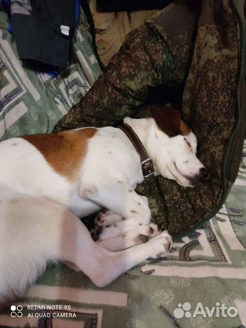 Собака в добрые руки