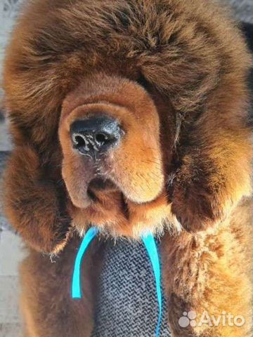 Мастифы тибеты