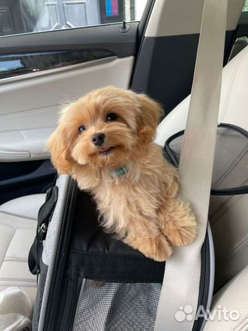 Мальтипу Ф1 Микро Корея Эксклюзив VIP puppys