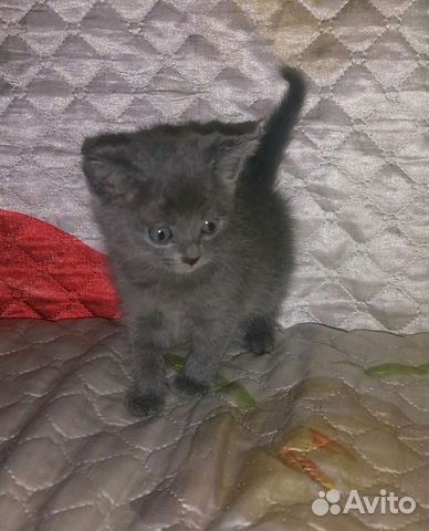 Шотландский котенок