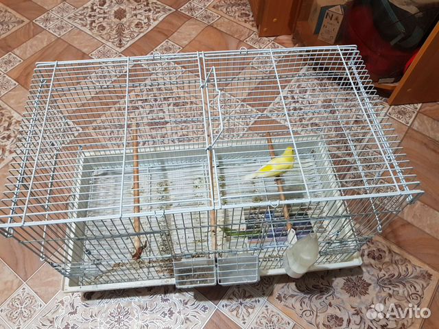Продам канареек с клетками