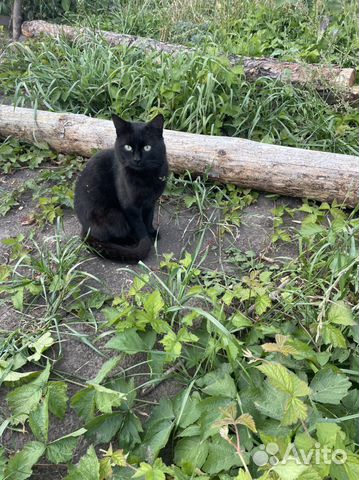 Кот в добрые руки
