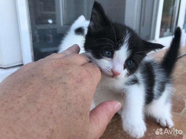 Кошки бесплатно