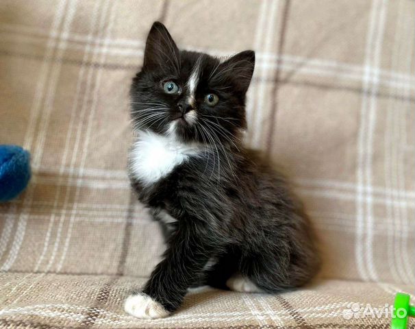 Пушистый котенок, мальчик