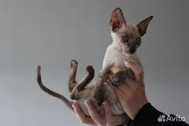 Котик 3 месяца Корниш-рекс Черные Лапки
