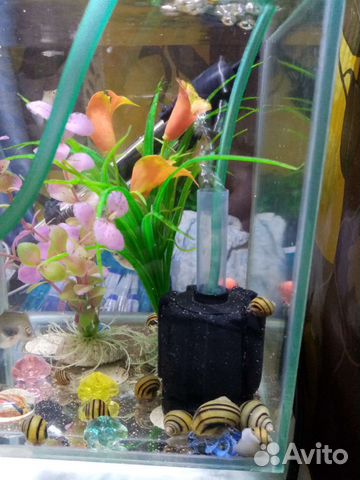 Аквариум