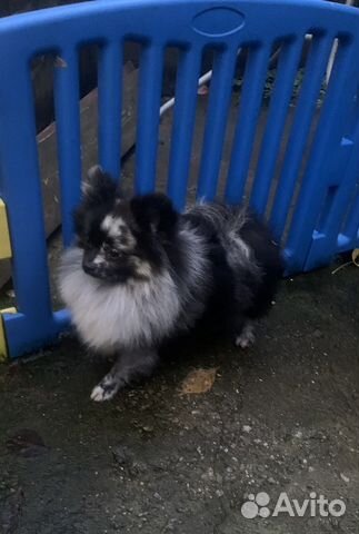 Померанский шпиц нарядный Артемон мерле