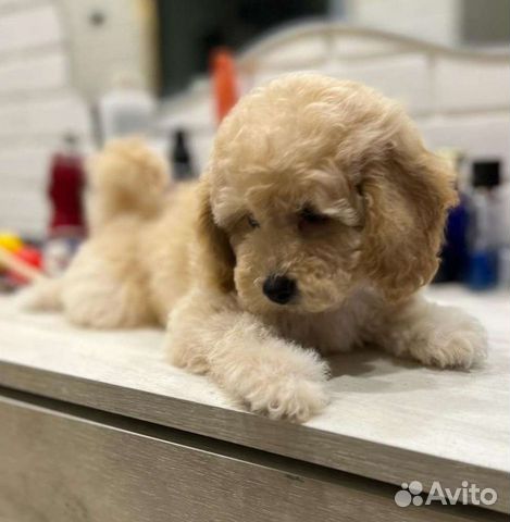 Мальтипу f2 девочка