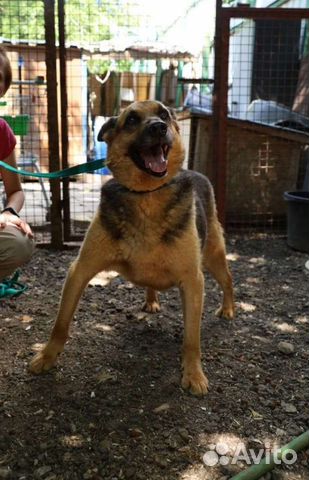 Безвылазно в клетке приюта