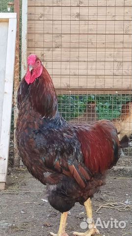 Виандот золото