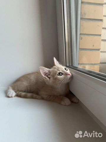 Абрикосовый котенок ищет дом