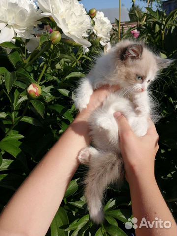 Котик рэгдолл