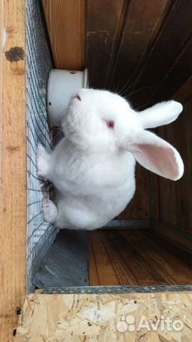 Случка кроликов