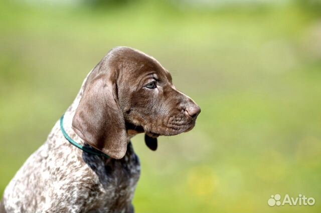 Курцхаар щенки