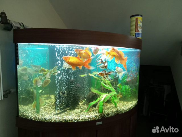 Аквариум угловой 240 л. с жильцами :)