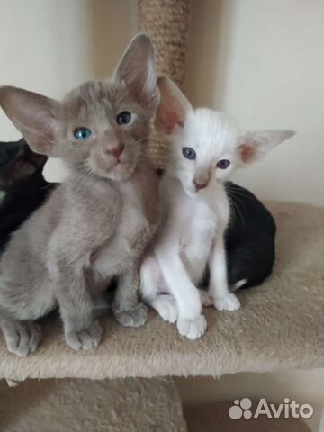 Ориентальные котята