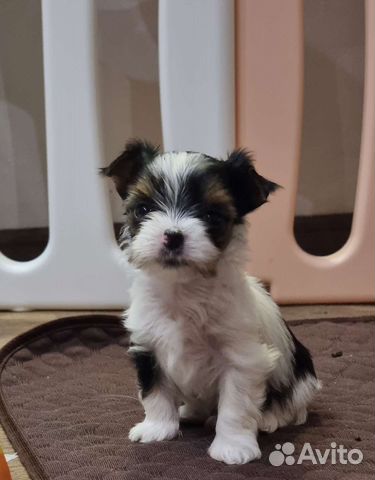 Щенки бивер йорка