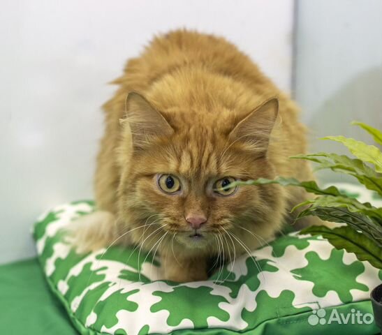 Рыжая кошка девочка в поисках дома