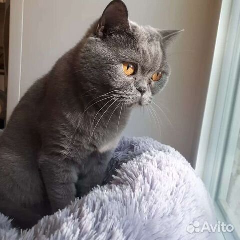 Британец сладкий пирожок