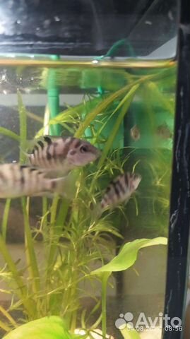 Цихлазома чернополосая