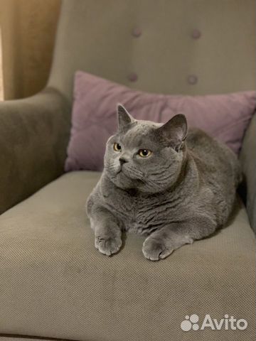 Британская кошка бесплатно