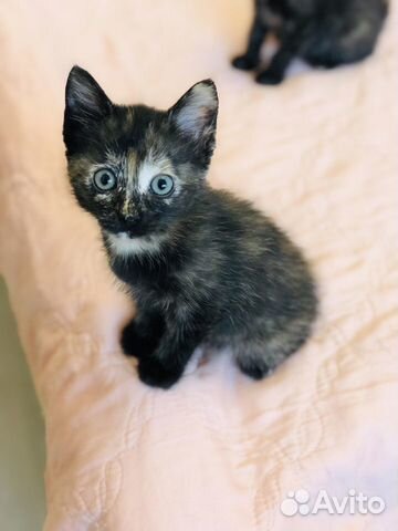 Котята 1,5 месяца в добрые руки