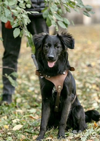 Элли (9 мес.) - чудесная собачка для семьи