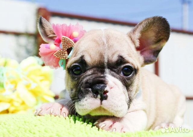 Выбери Меня