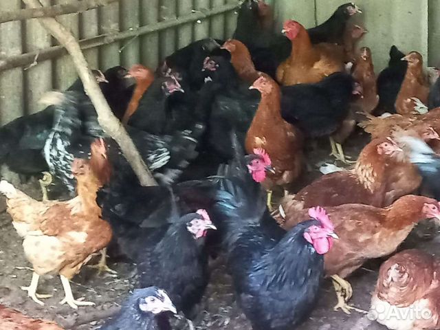 Куры несушки