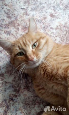 Кот рыжий