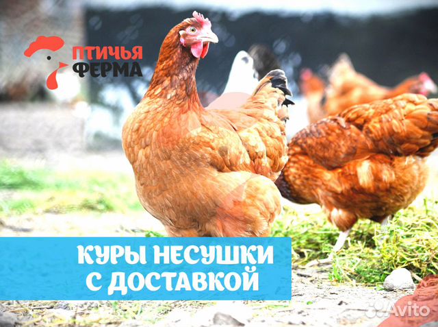 Куры несушки