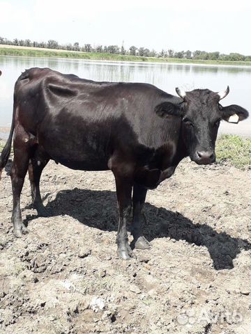 Перва тёлка