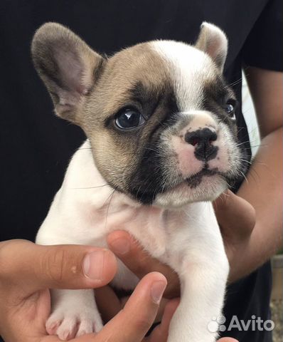 Девочка-белоснежка