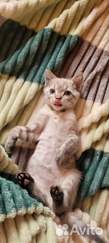 Котенок мальчик невский маскарадный