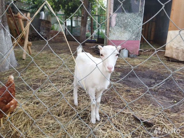 Козы ламанча