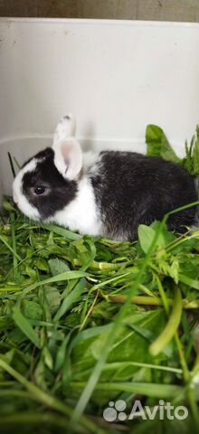 Декоративные кролики