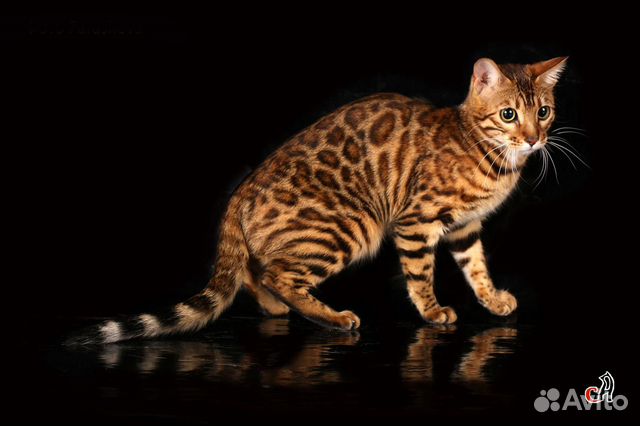 Бенгальская кошечка