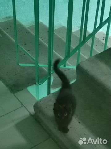 Черный котенок, отдаем в добрые руки
