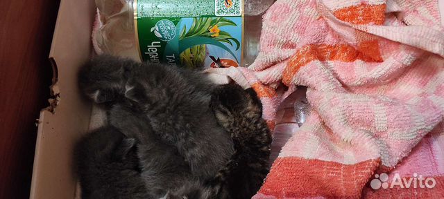 Котята