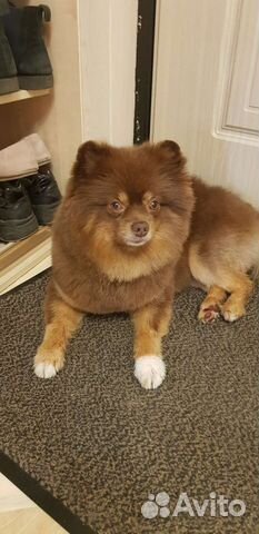 Померанский шпиц вязка кобель