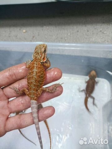 Бородатая агама малыши